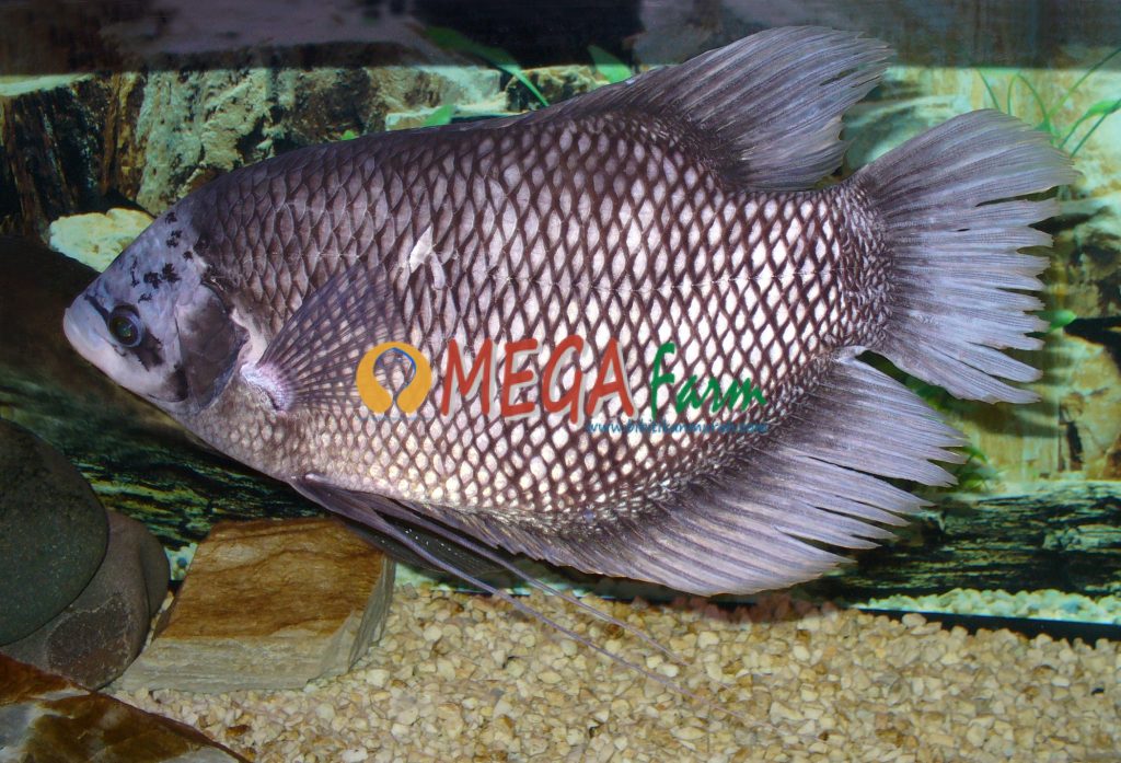 Bibit Ikan Gurame | Jual Telur, Benih, Indukan Gurame Murah
