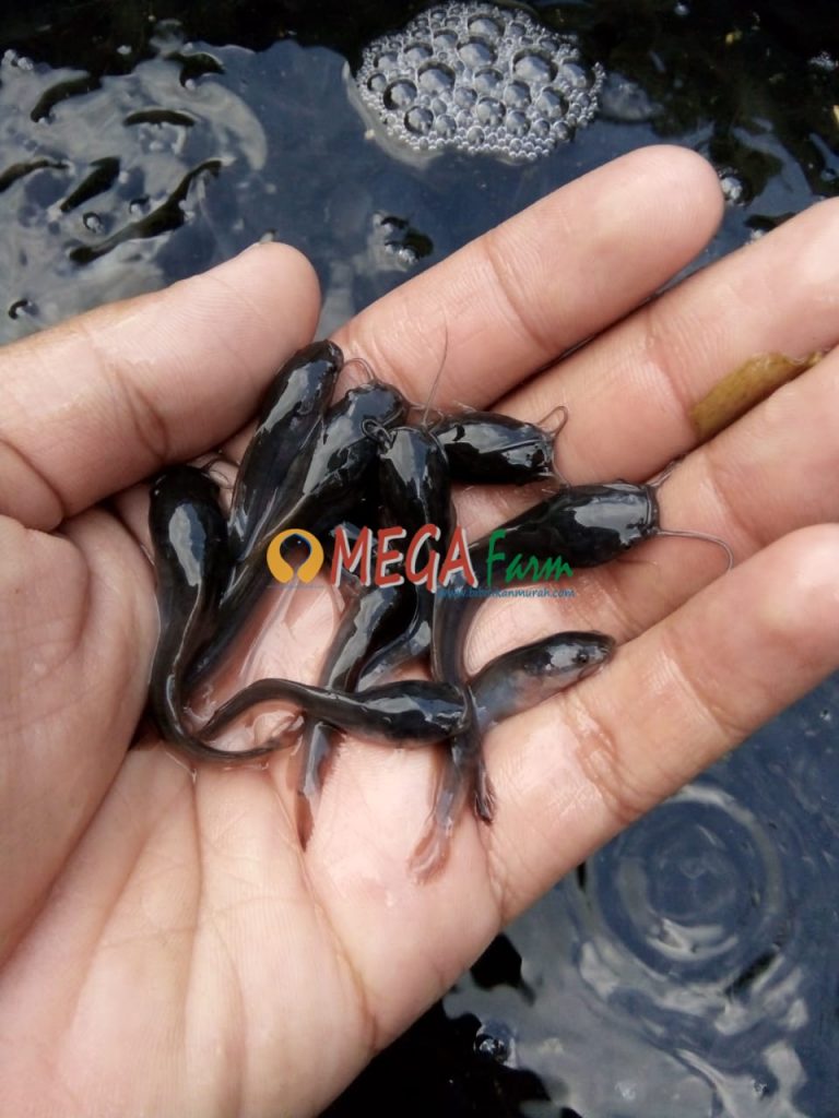 Cara Budidaya Ikan Lele dengan Menggunakan Terpal di Lahan Sempit
