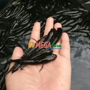 Mega Farm Grosir Benih dan Bibit Ikan Gabus Murah
