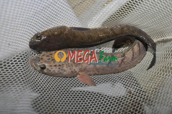 Mega Farm Grosir Benih dan Bibit Ikan Gabus Murah