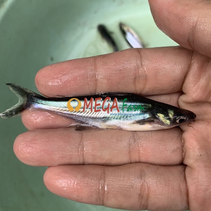 Grosir Bibit Ikan Patin Siam Super dan Albino Murah Bergaransi